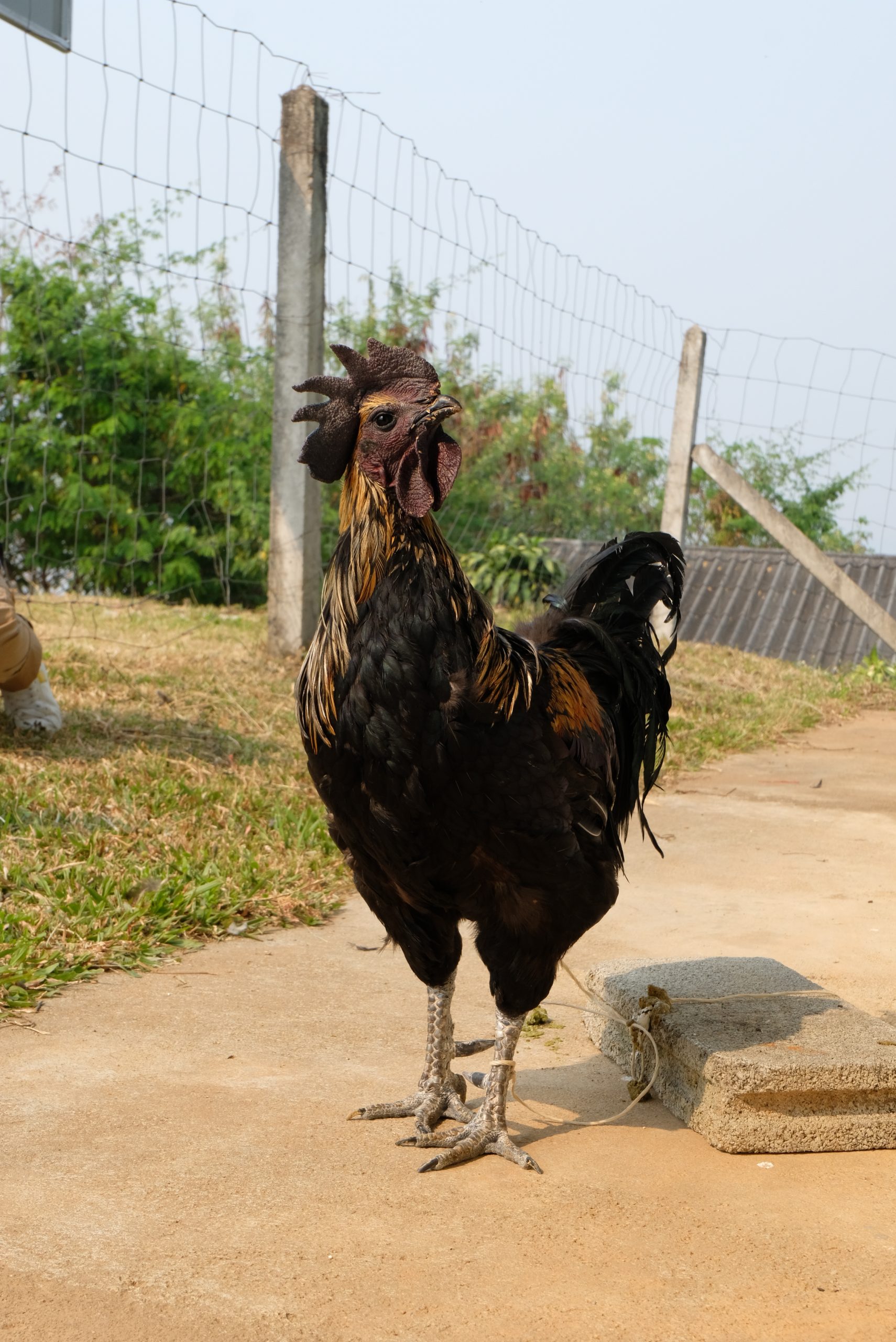 Siam Chicken Bioresource Project: SCBP